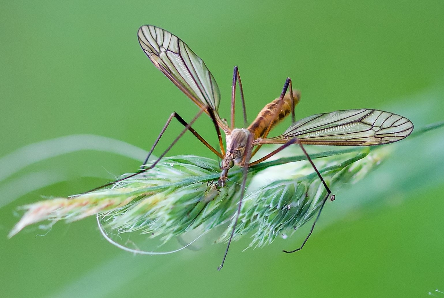Schnaken, Heuschrecken und Spinnen – Rainer Marjenau Photografie